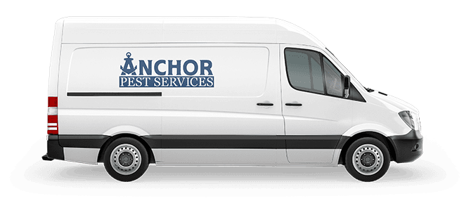 Home - Anchor Pest Services